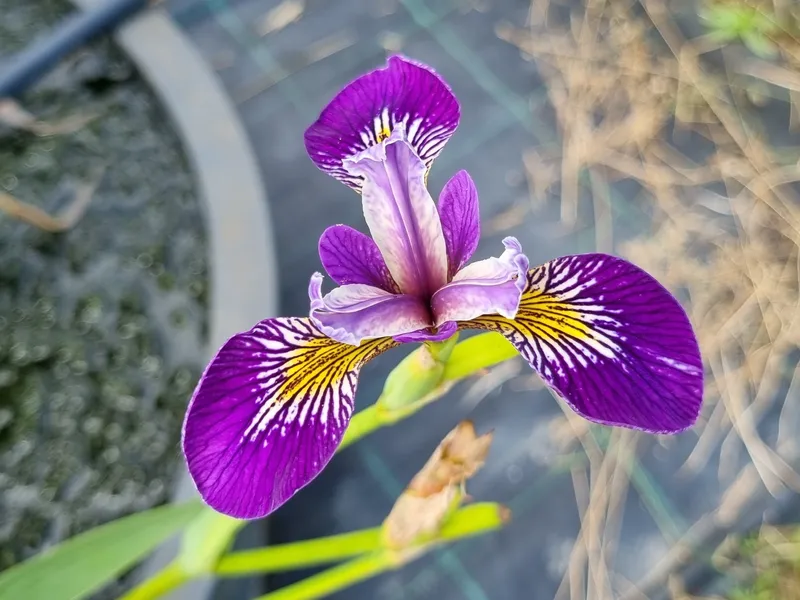 Iris pseudacorus 'Holden's Child' - Piante Acquatiche Vivaio