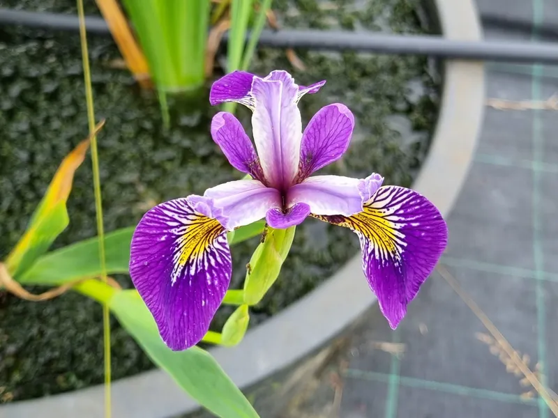 Iris pseudacorus 'Holden's Child' - Piante Acquatiche Vivaio