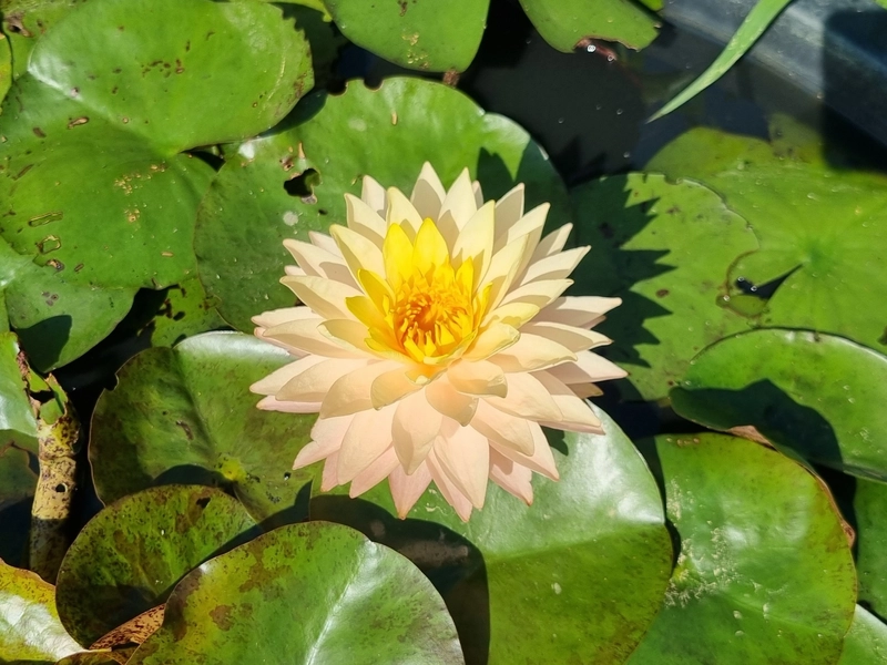 Ninfea Nymphaea 'Bangkok Sun Spark' - Piante Acquatiche Vivaio