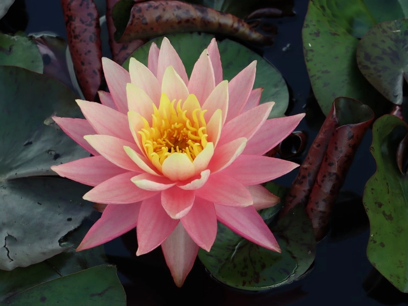 Ninfea Nymphaea 'Sunfire' - Piante Acquatiche Vivaio