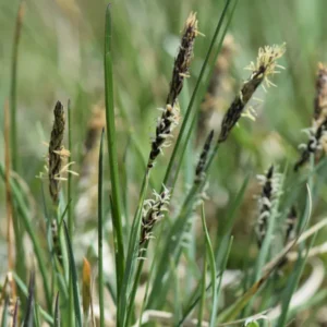 Carex panicea (Carice migliacea) - Piante Acquatiche Vivaio