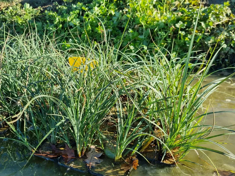 Carex panicea (Carice migliacea) - Piante Acquatiche Vivaio