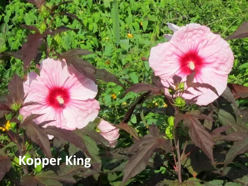 Hibiscus moscheutos - Piante Acquatiche Vivaio