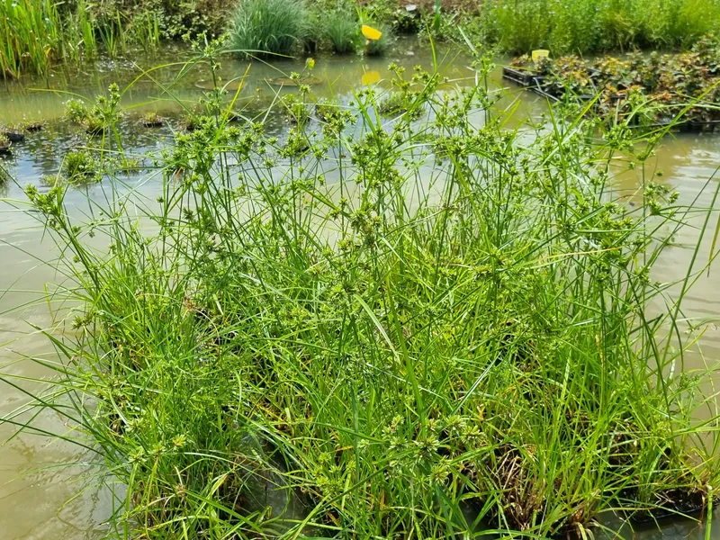 Cyperus eragrostis (Zigolo falsa panicella) - Piante Acquatiche Vivaio