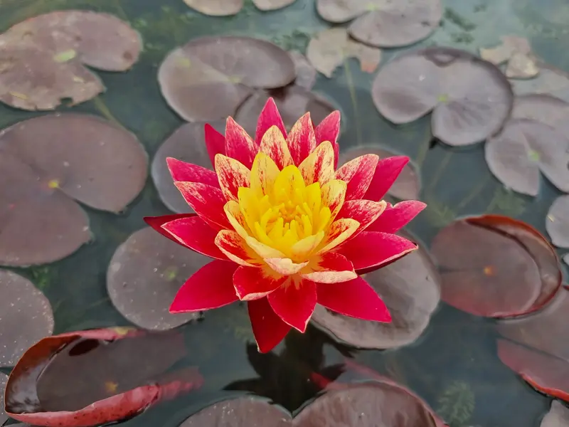 Ninfea Nymphaea 'Ring of Fire' - Piante Acquatiche Vivaio