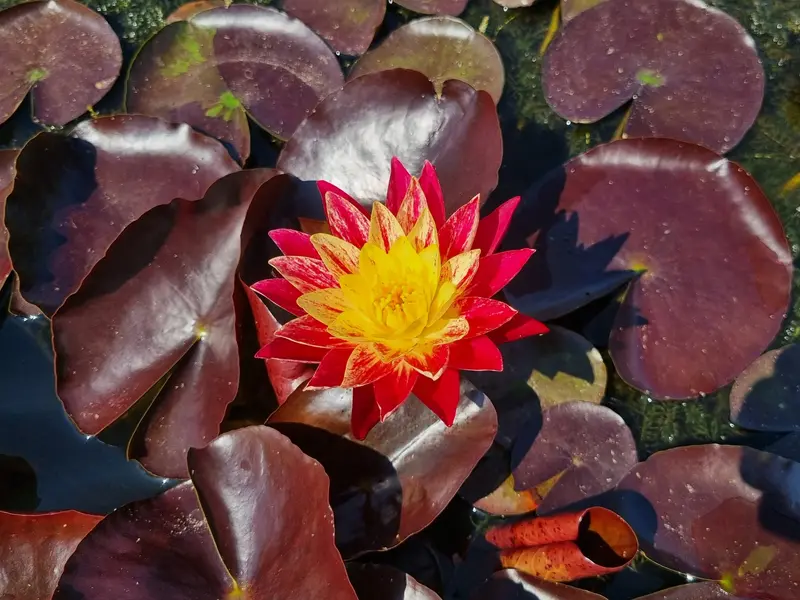 Ninfea Nymphaea 'Ring of Fire' - Piante Acquatiche Vivaio